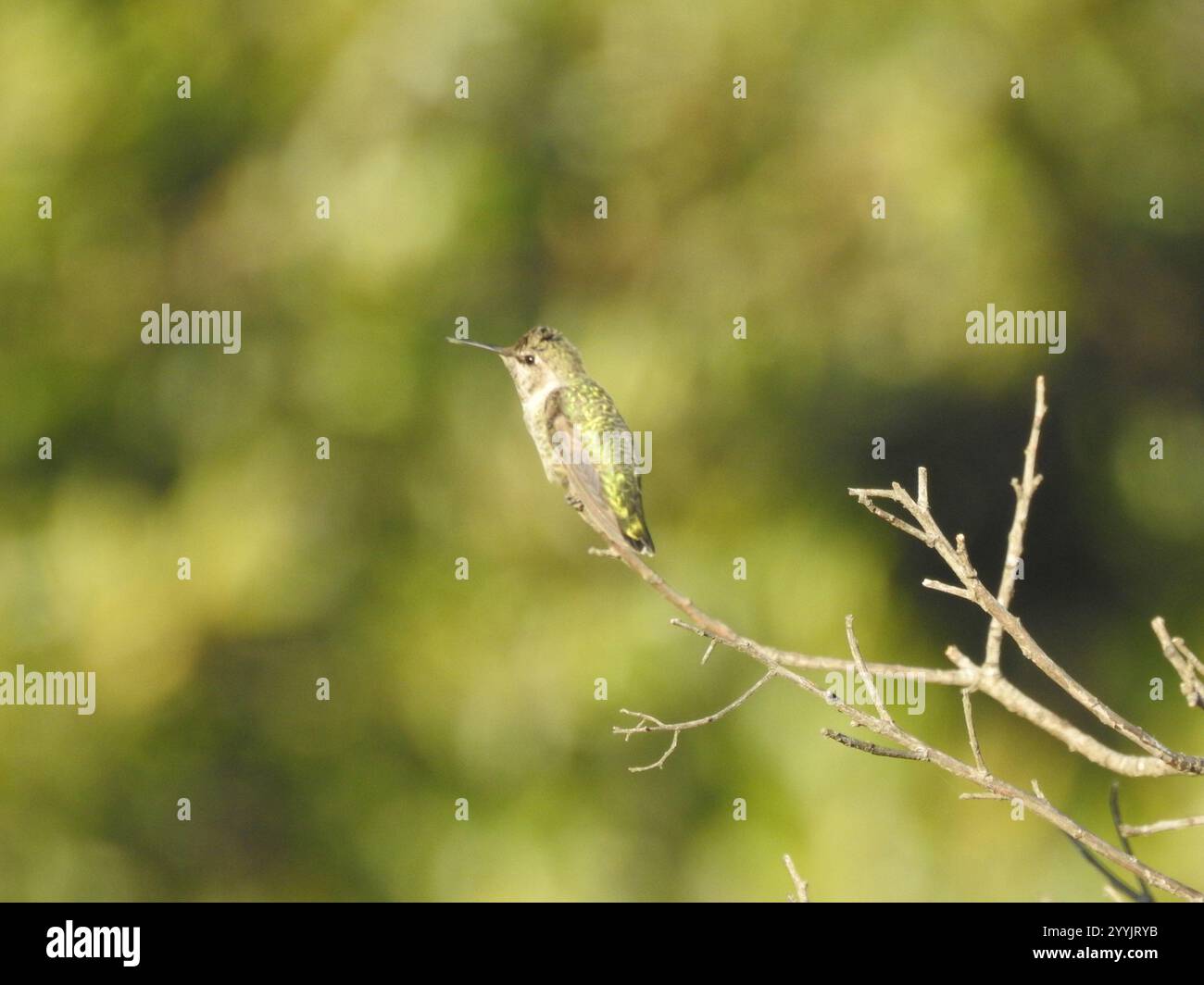 Anna's Hummingbird (Calypte anna Stock Photo - Alamy