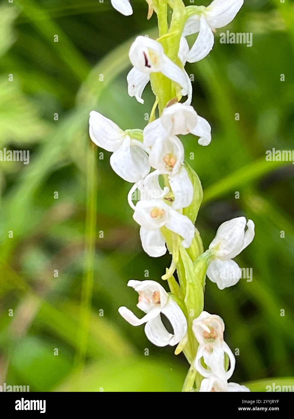 white bog orchid (Platanthera dilatata Stock Photo - Alamy