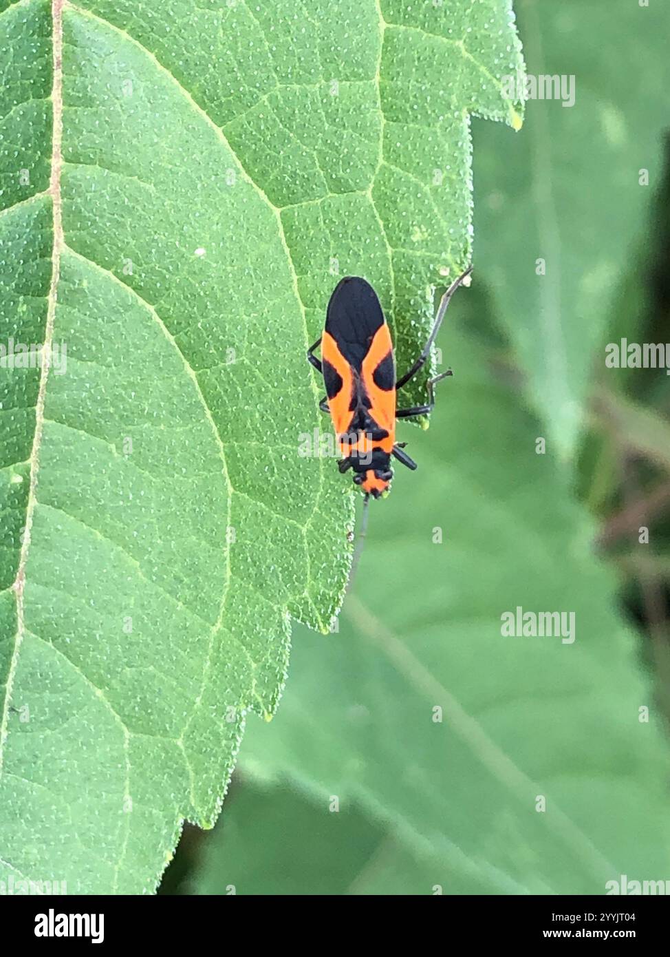 False Milkweed Bug (Lygaeus turcicus Stock Photo - Alamy