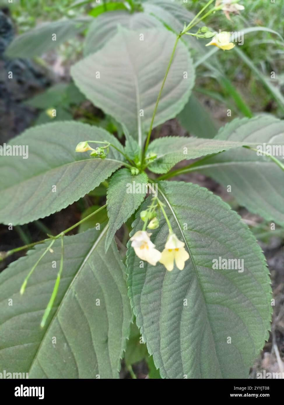 small balsam (Impatiens parviflora Stock Photo - Alamy
