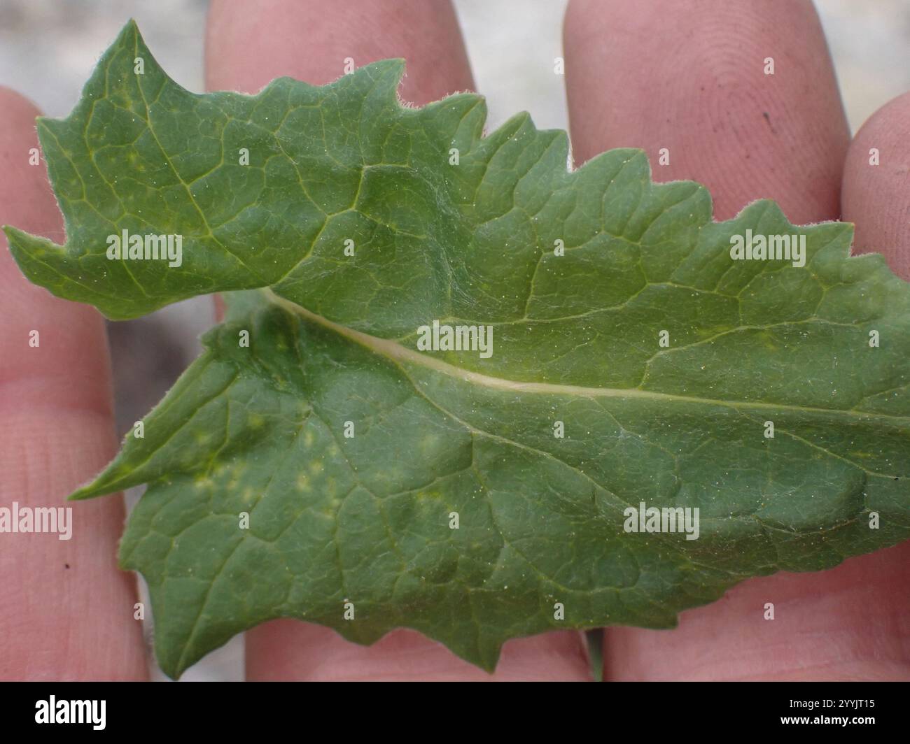 Arrowleaf Senecio (Senecio triangularis Stock Photo - Alamy