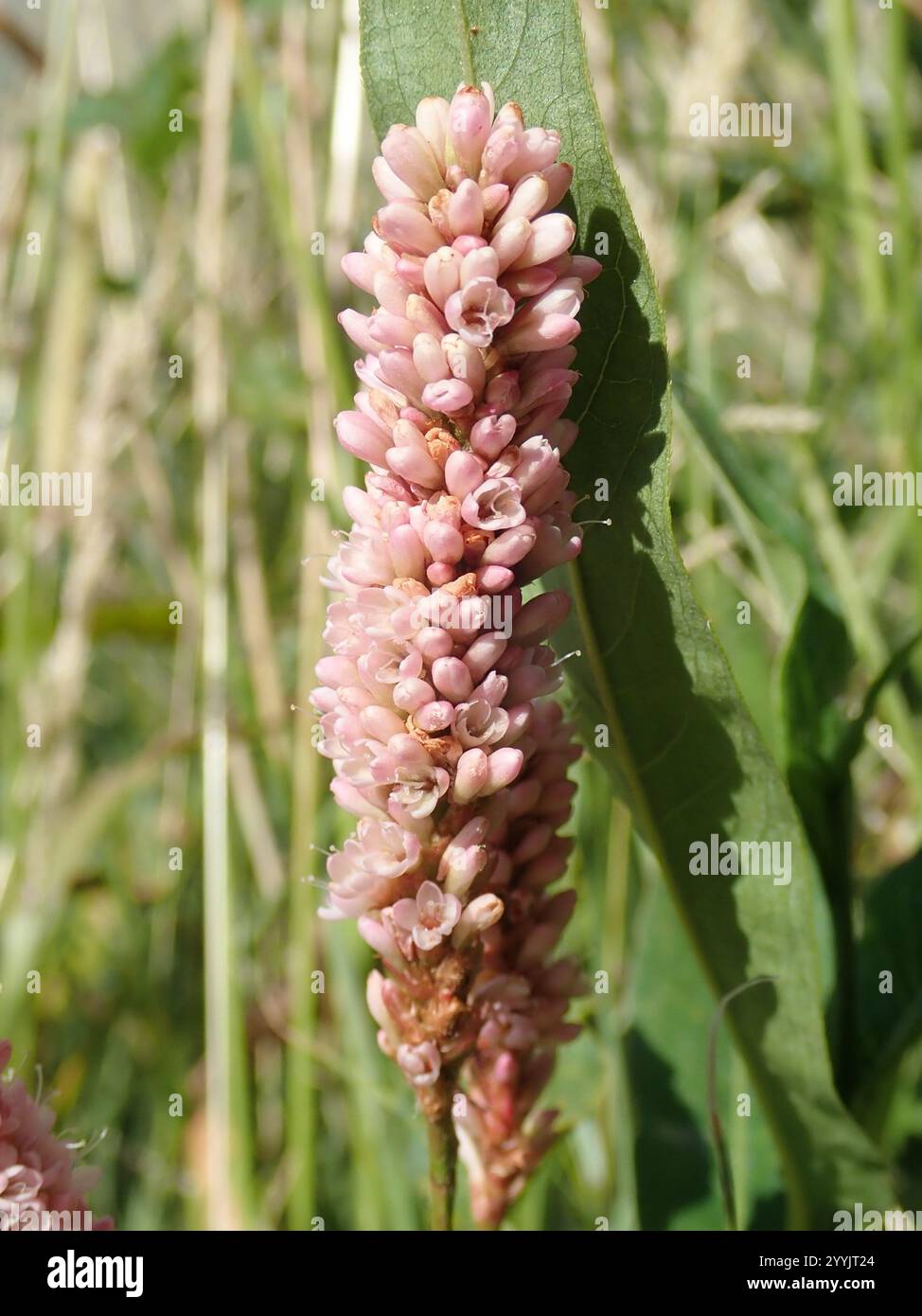 water smartweed (Persicaria amphibia Stock Photo - Alamy