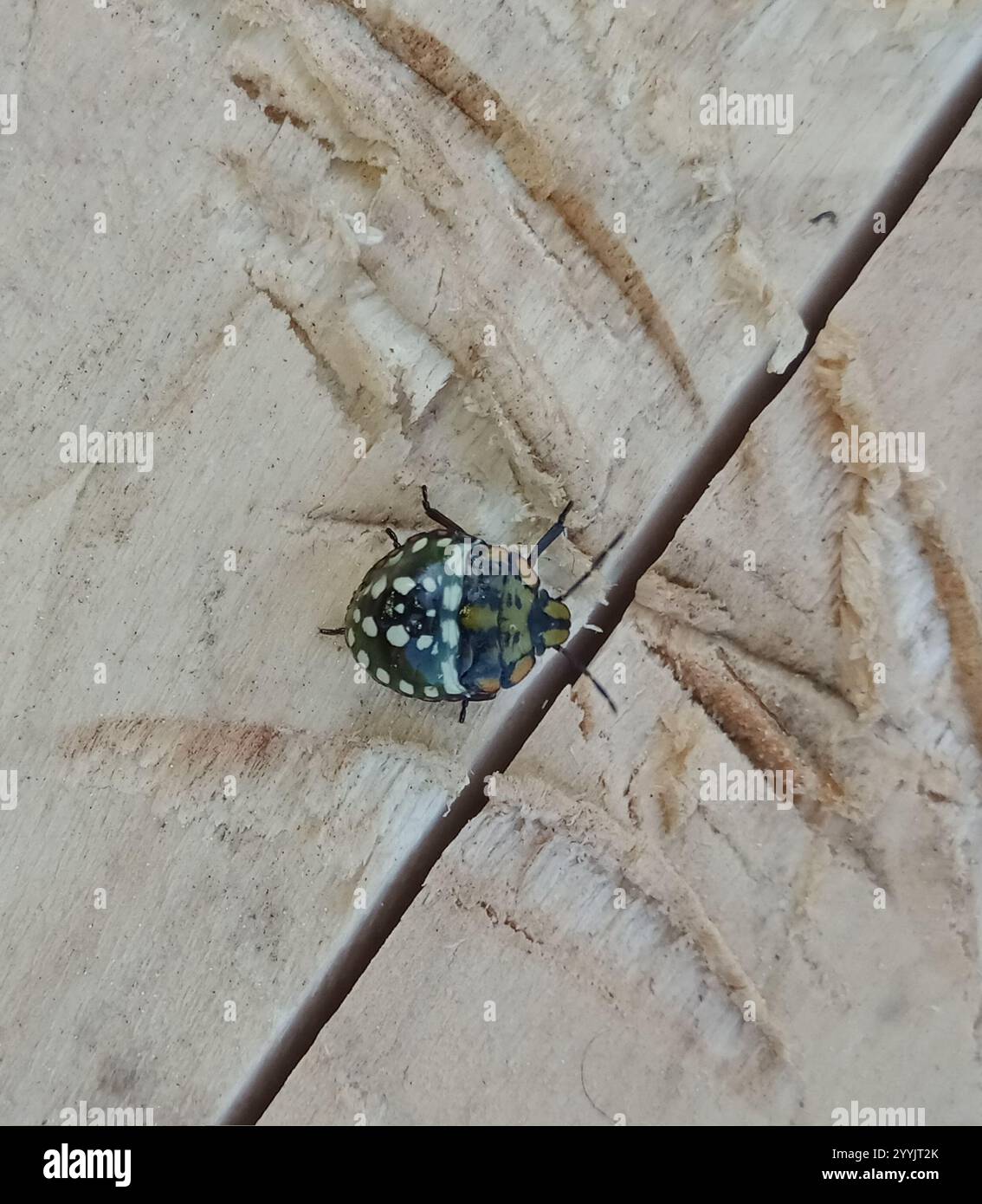 Southern Green Stink Bug (Nezara viridula Stock Photo - Alamy