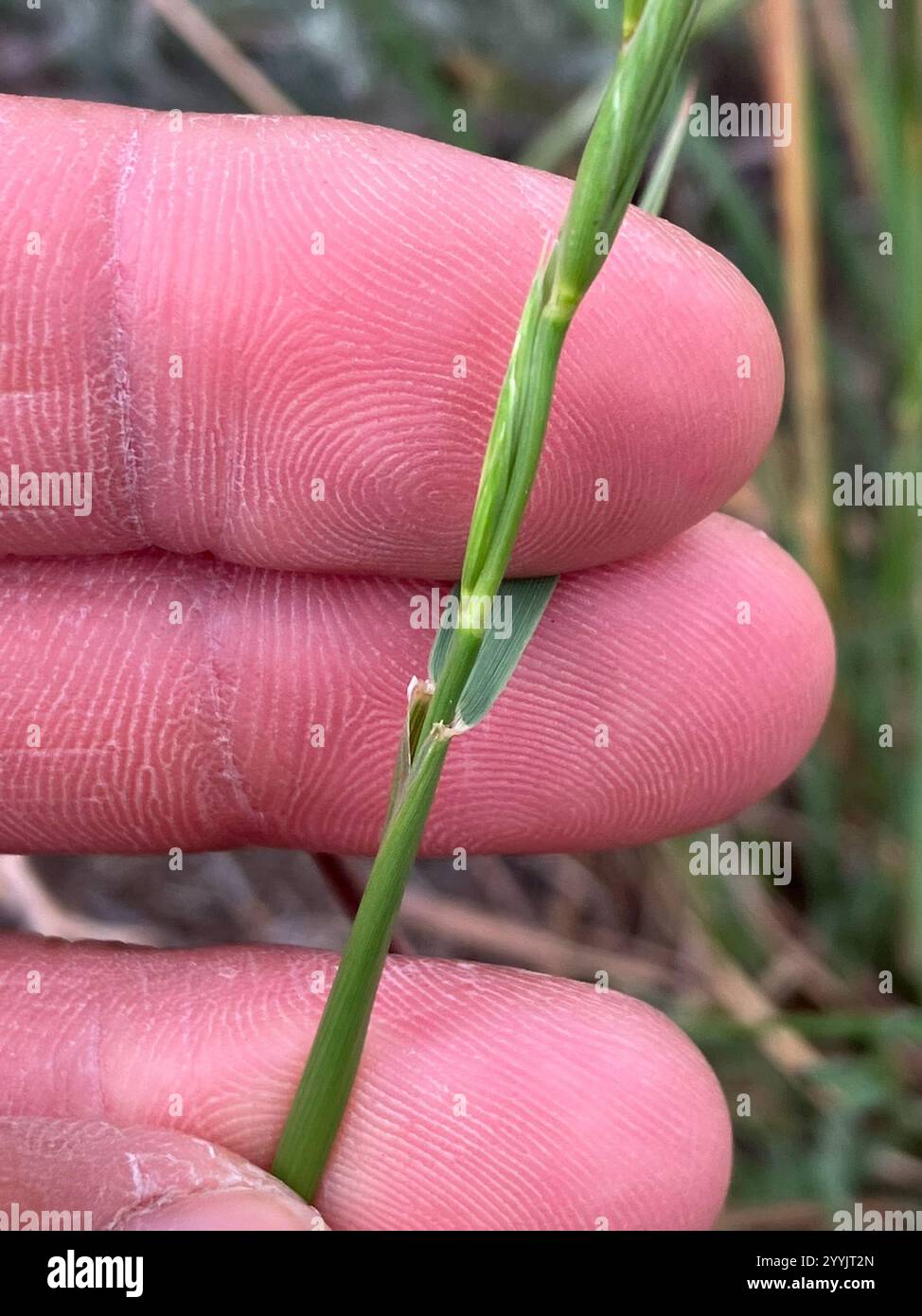 slender wheat grass (Elymus trachycaulus Stock Photo - Alamy