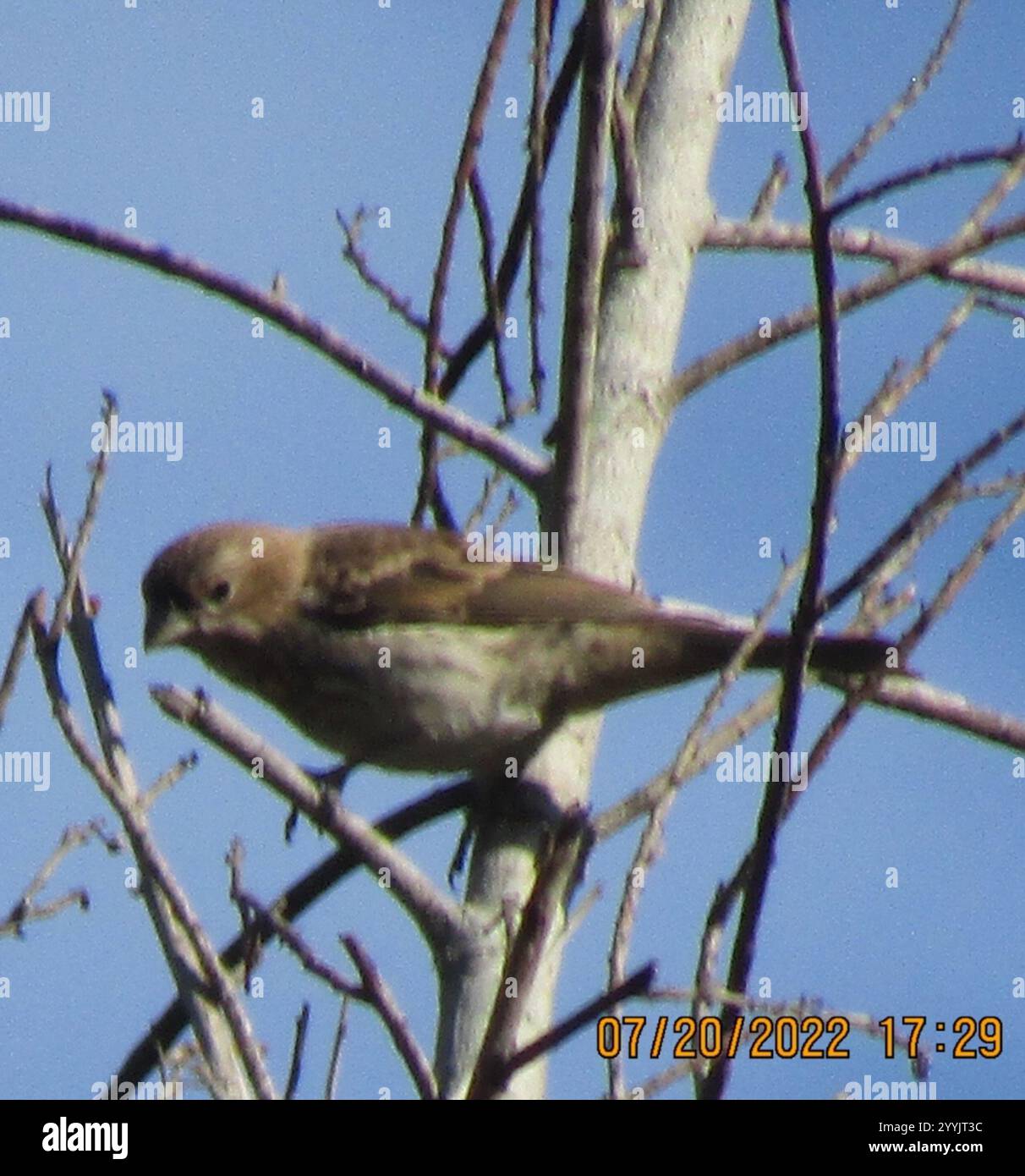 House Finch (Haemorhous mexicanus Stock Photo - Alamy