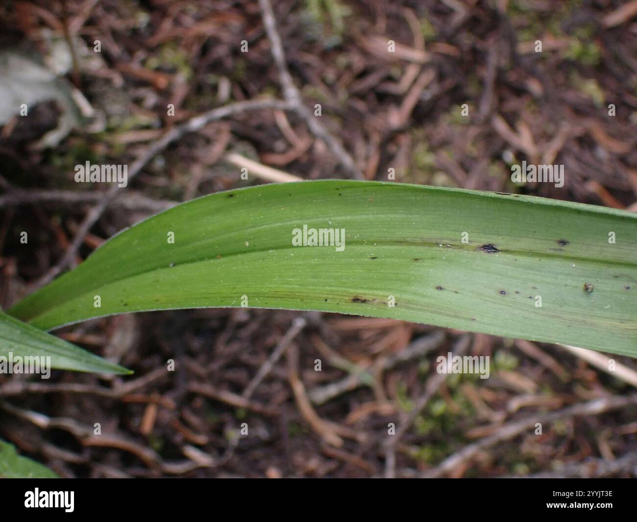 bronze-bells (Anticlea occidentalis Stock Photo - Alamy