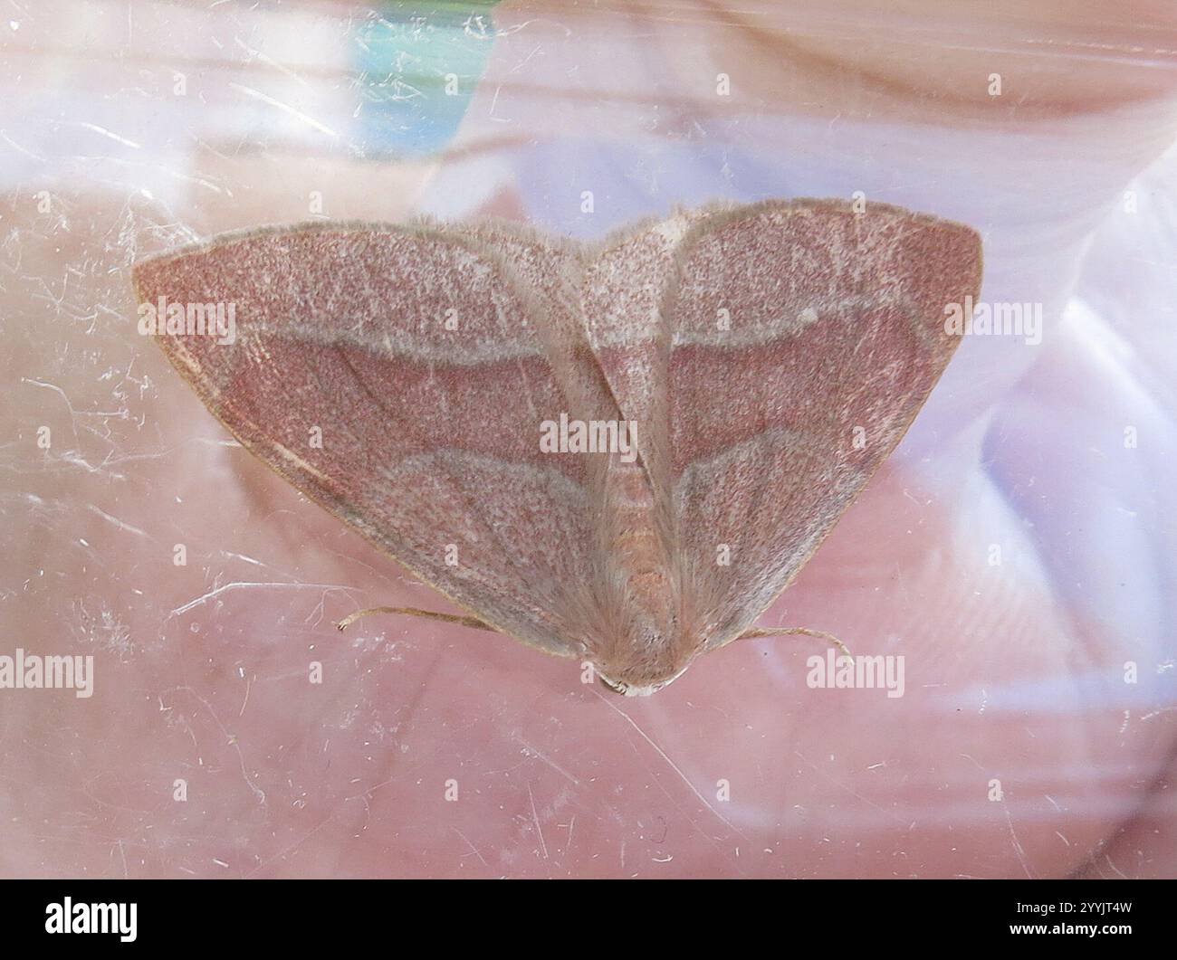 Barred Red (Hylaea fasciaria Stock Photo - Alamy