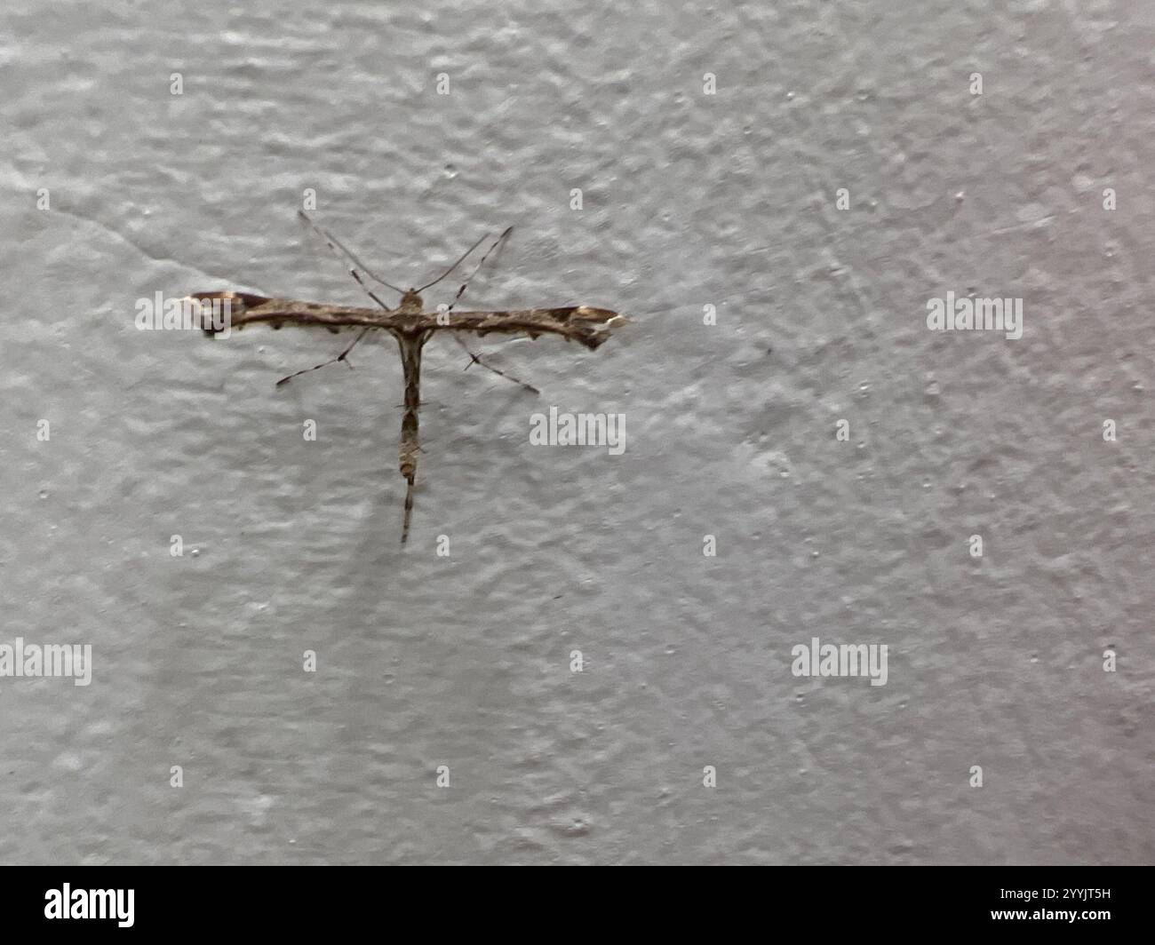 Beautiful Plume Moth (Amblyptilia acanthadactyla Stock Photo - Alamy