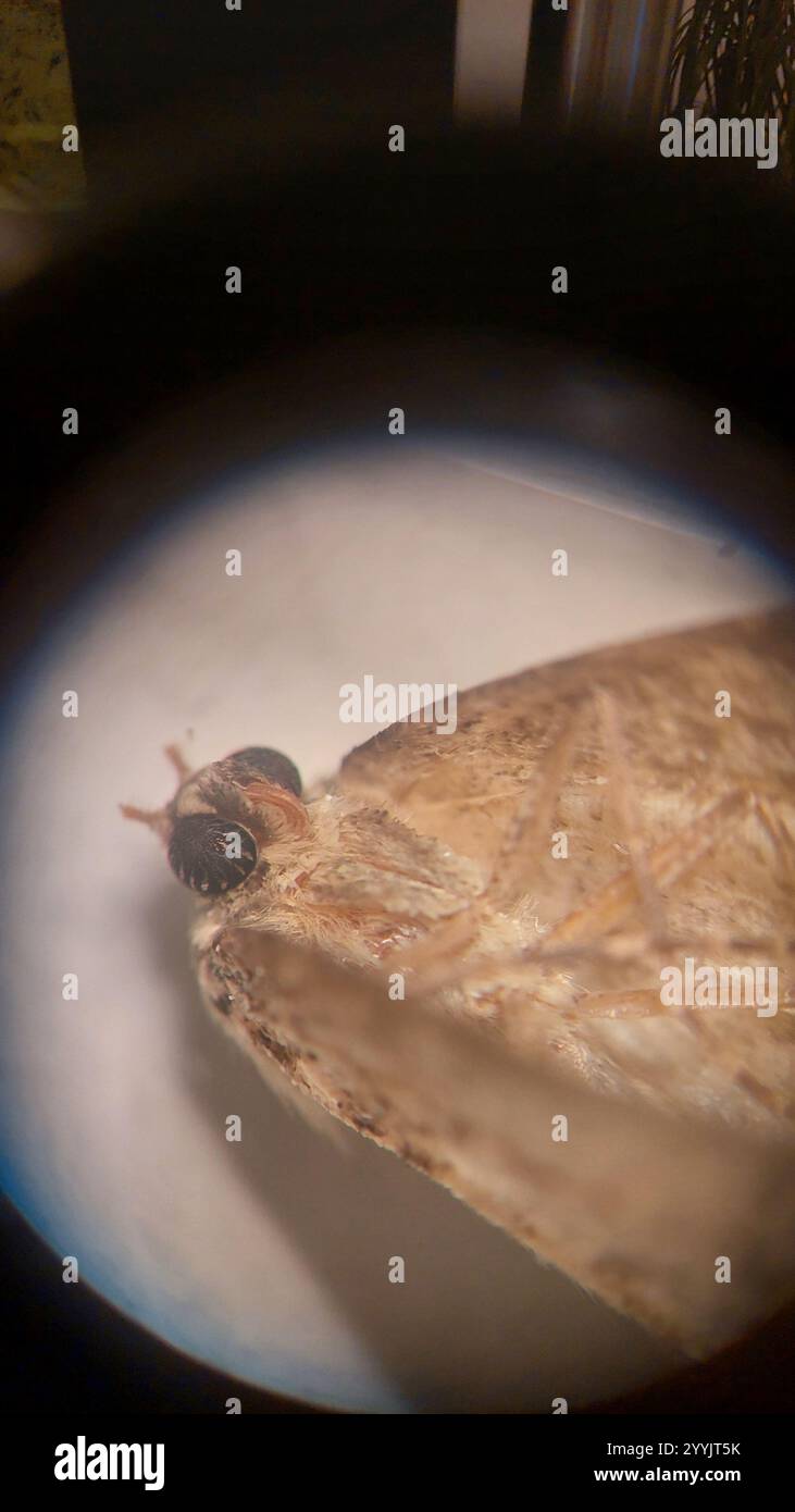 Small Engrailed (Ectropis crepuscularia Stock Photo - Alamy