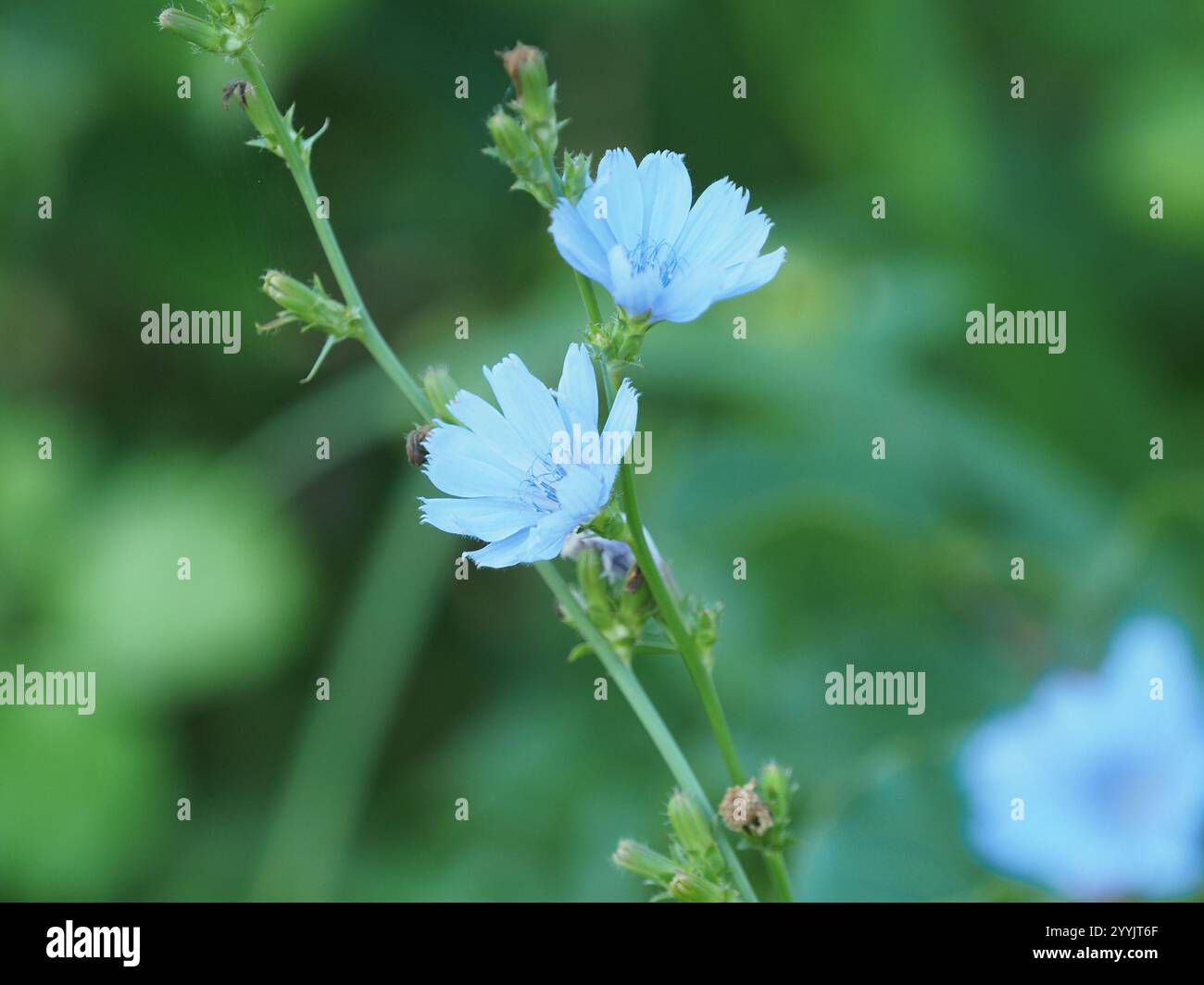 chicory (Cichorium intybus Stock Photo - Alamy