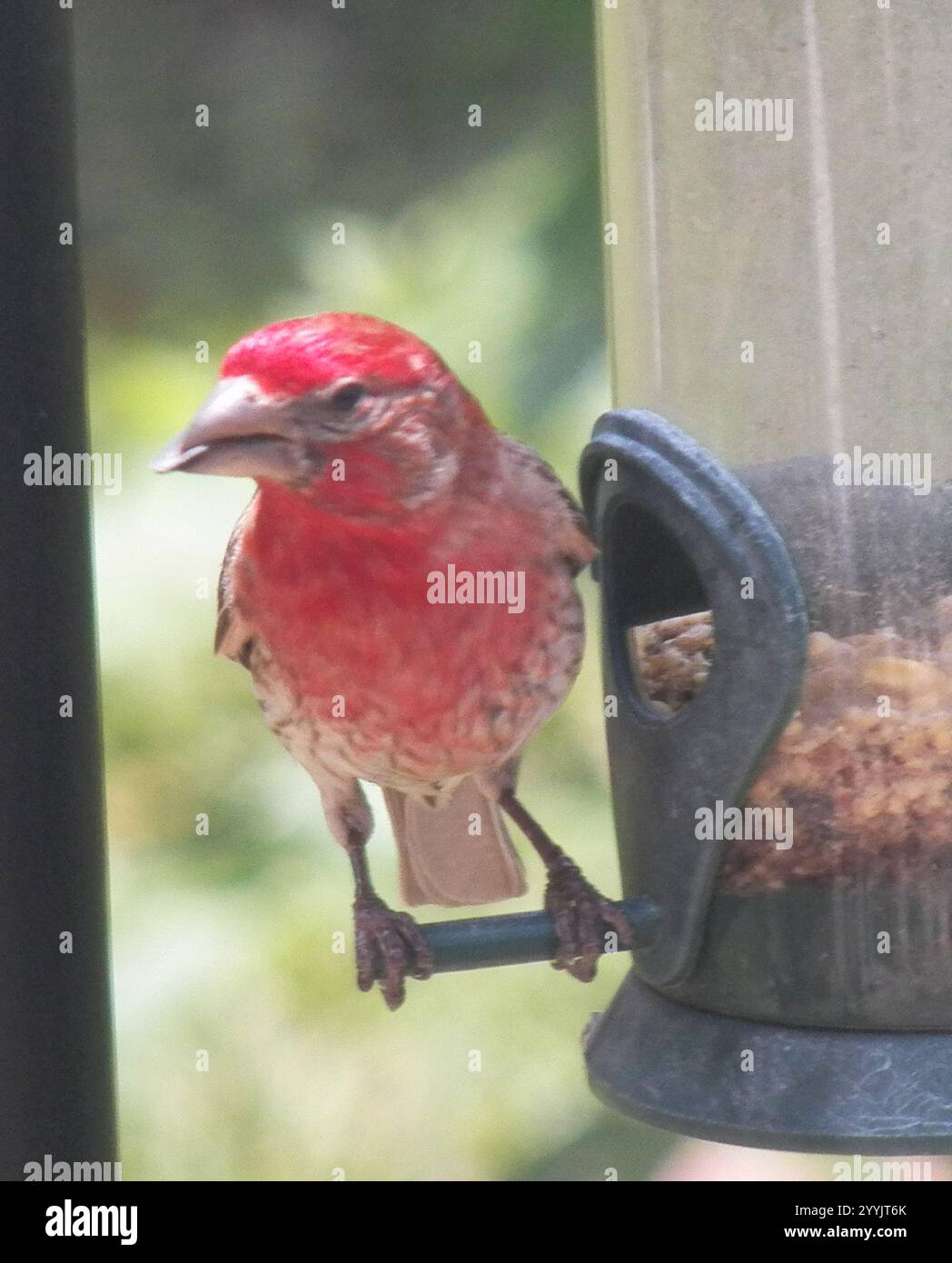 House Finch (Haemorhous mexicanus Stock Photo - Alamy