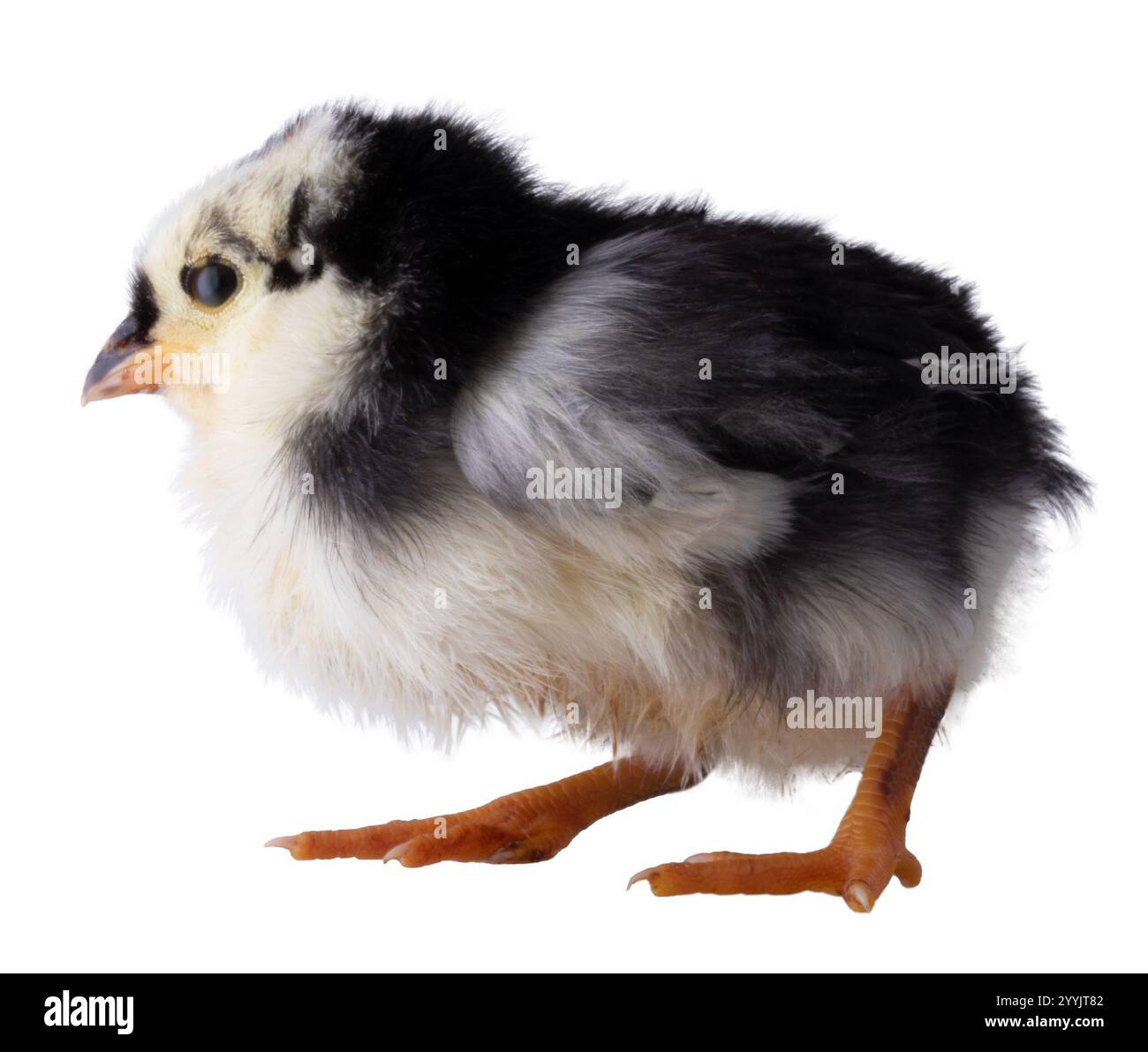 Young left wing Cut Out Stock Images & Pictures - Alamy