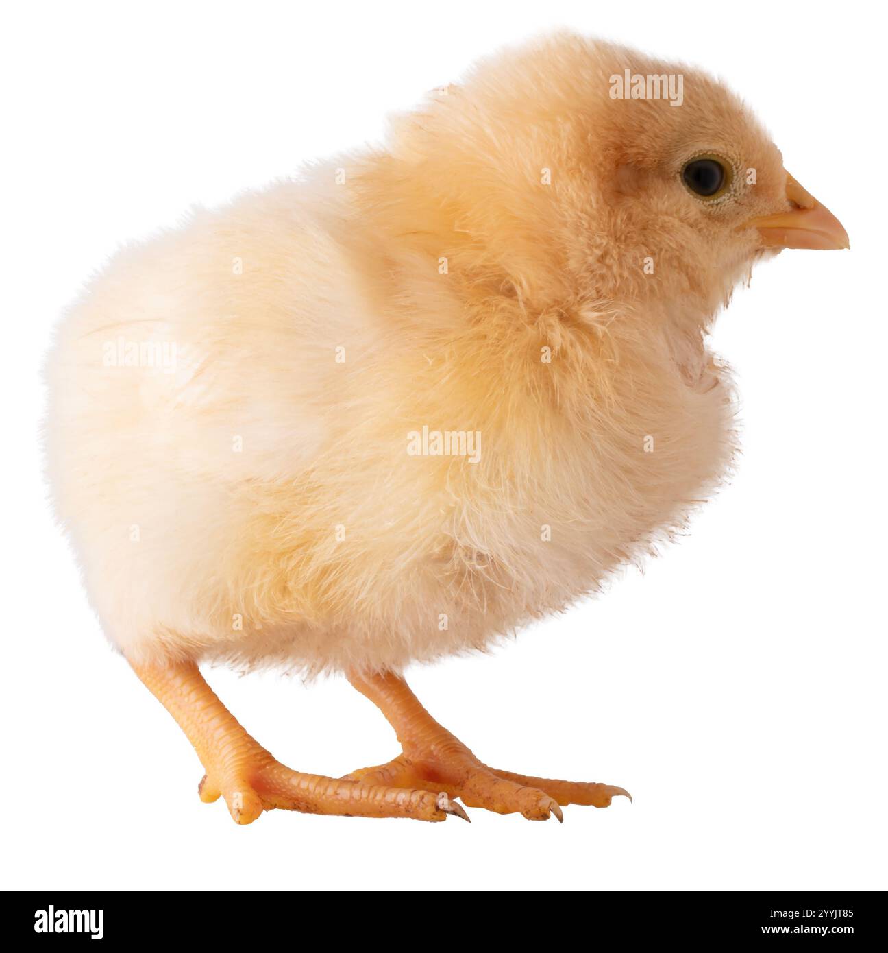 Yellow and gold colored young chicken chick that has turned to the side ...