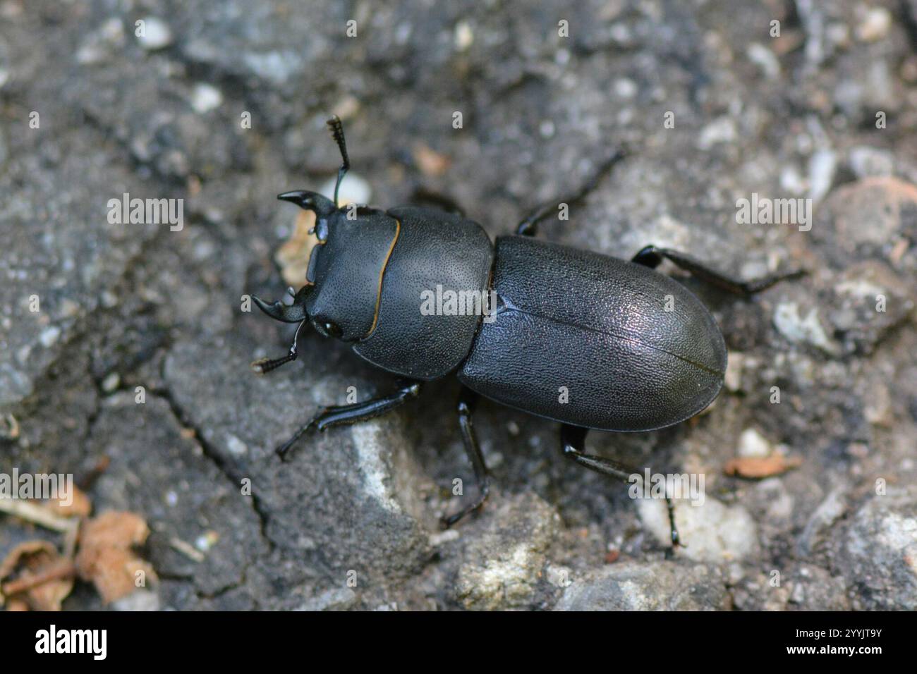 Lesser Stag Beetle (Dorcus parallelipipedus Stock Photo - Alamy
