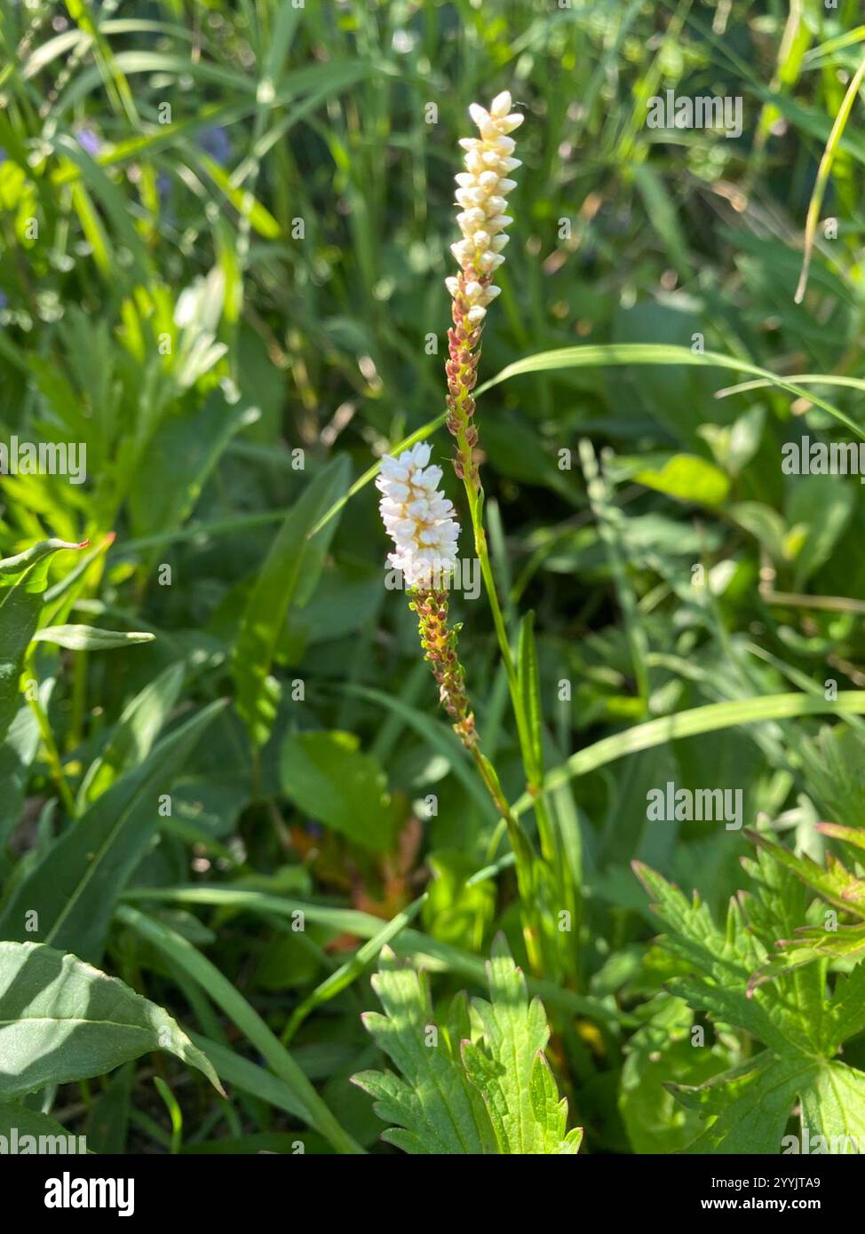 alpine bistort (Bistorta vivipara Stock Photo - Alamy