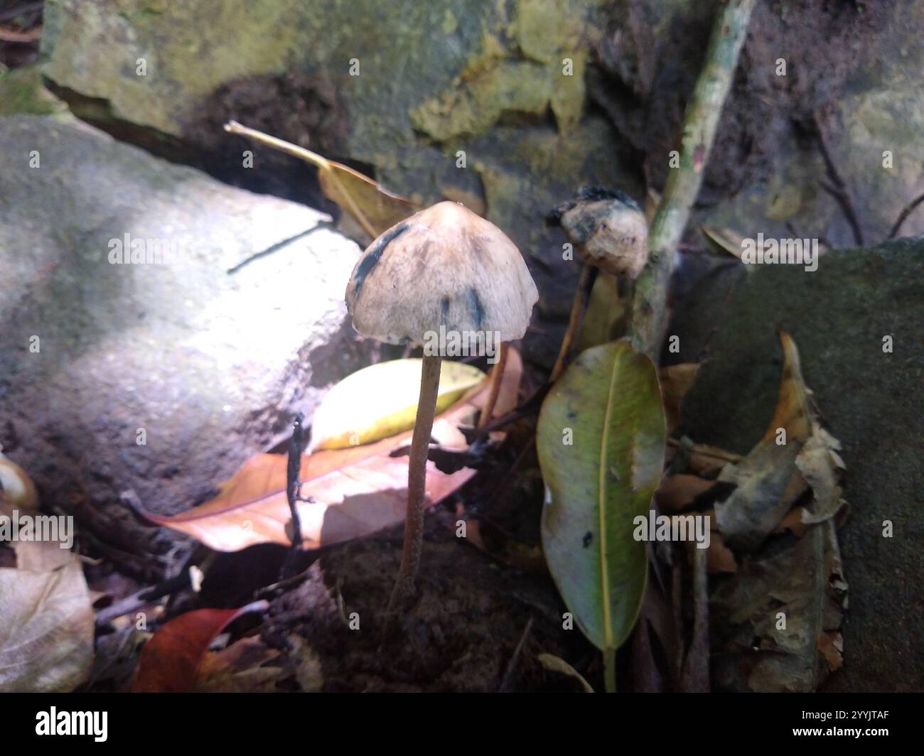 Blue Meanies (Panaeolus cyanescens Stock Photo - Alamy