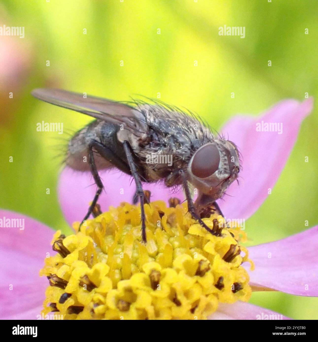 Cluster Flies (Pollenia Stock Photo - Alamy