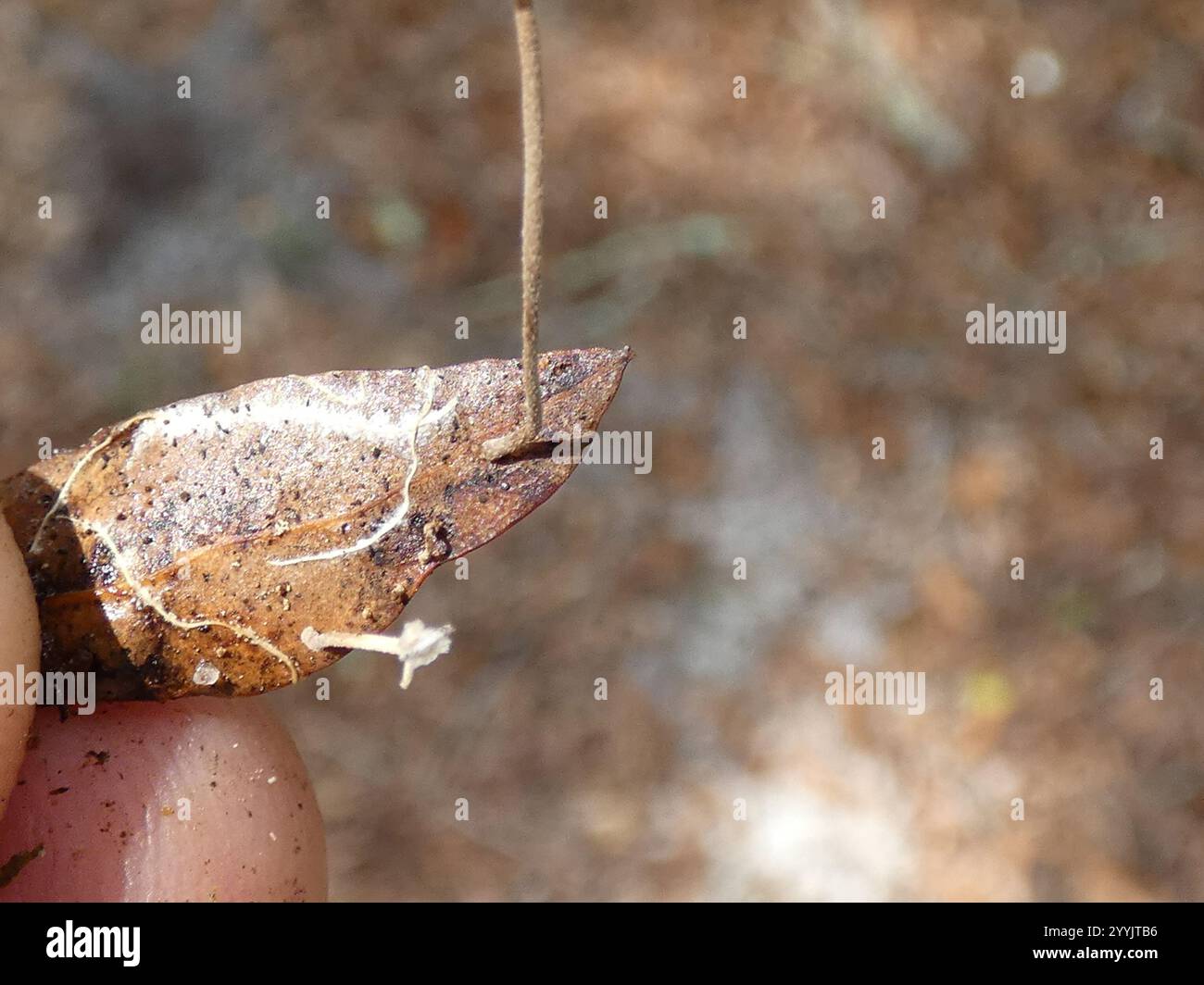 Oak-leaf Pinwheel (Collybiopsis quercophila Stock Photo - Alamy