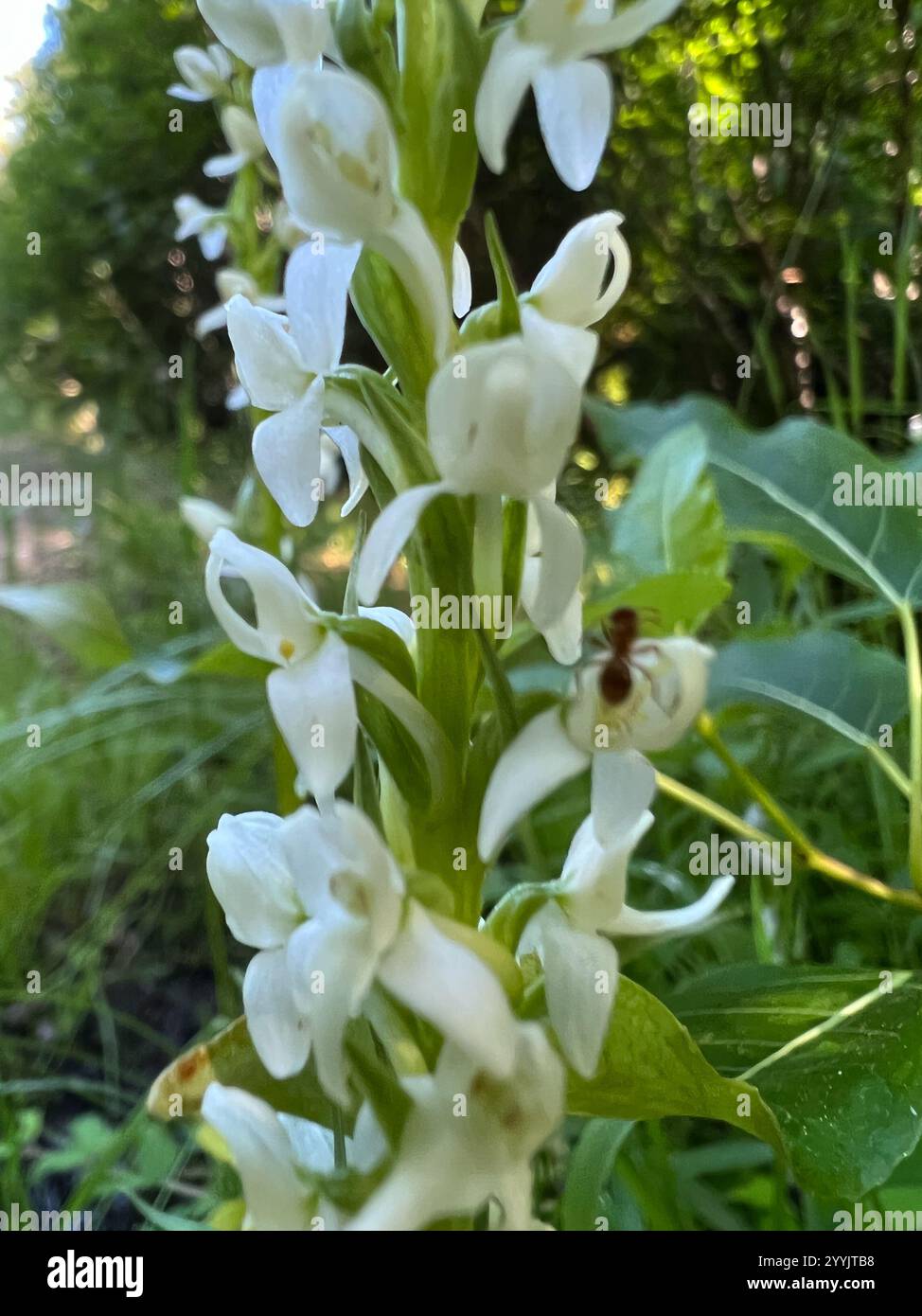 white bog orchid (Platanthera dilatata Stock Photo - Alamy