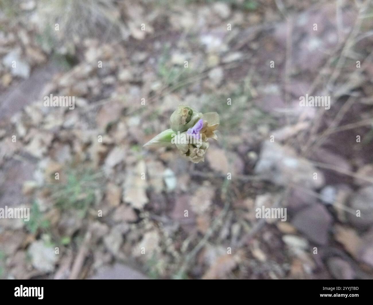 Proliferous Pink (Petrorhagia prolifera Stock Photo - Alamy