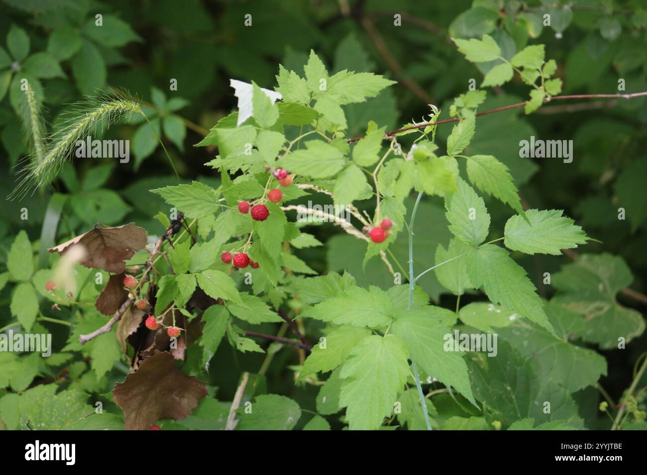 black raspberry (Rubus occidentalis Stock Photo - Alamy