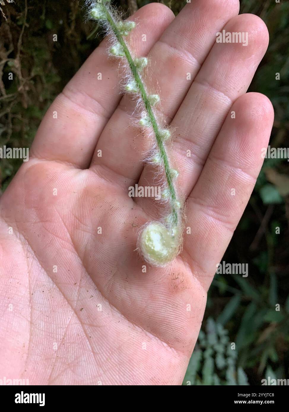 Filmy Ferns and Bristle Ferns (Hymenophyllaceae Stock Photo - Alamy