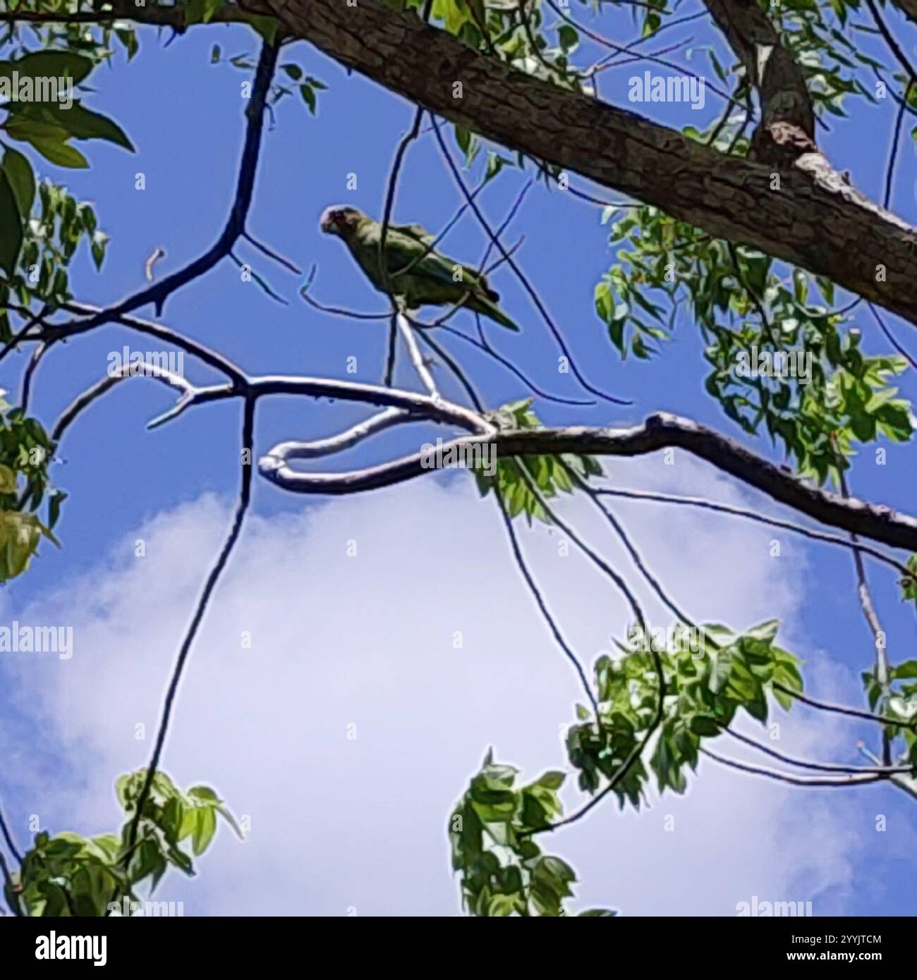 Grand Cayman Parrot (Amazona leucocephala caymanensis Stock Photo - Alamy