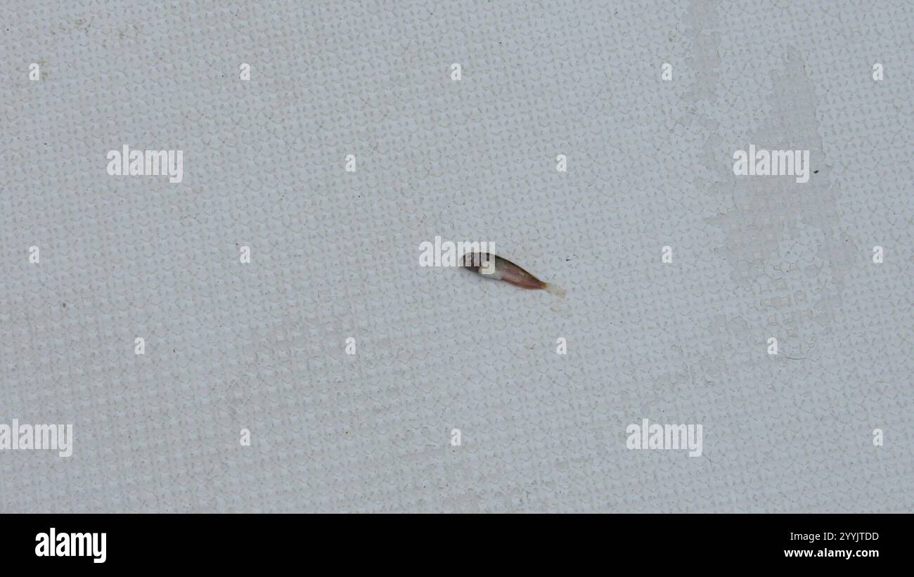 Ray-finned Fishes (Actinopterygii Stock Photo - Alamy