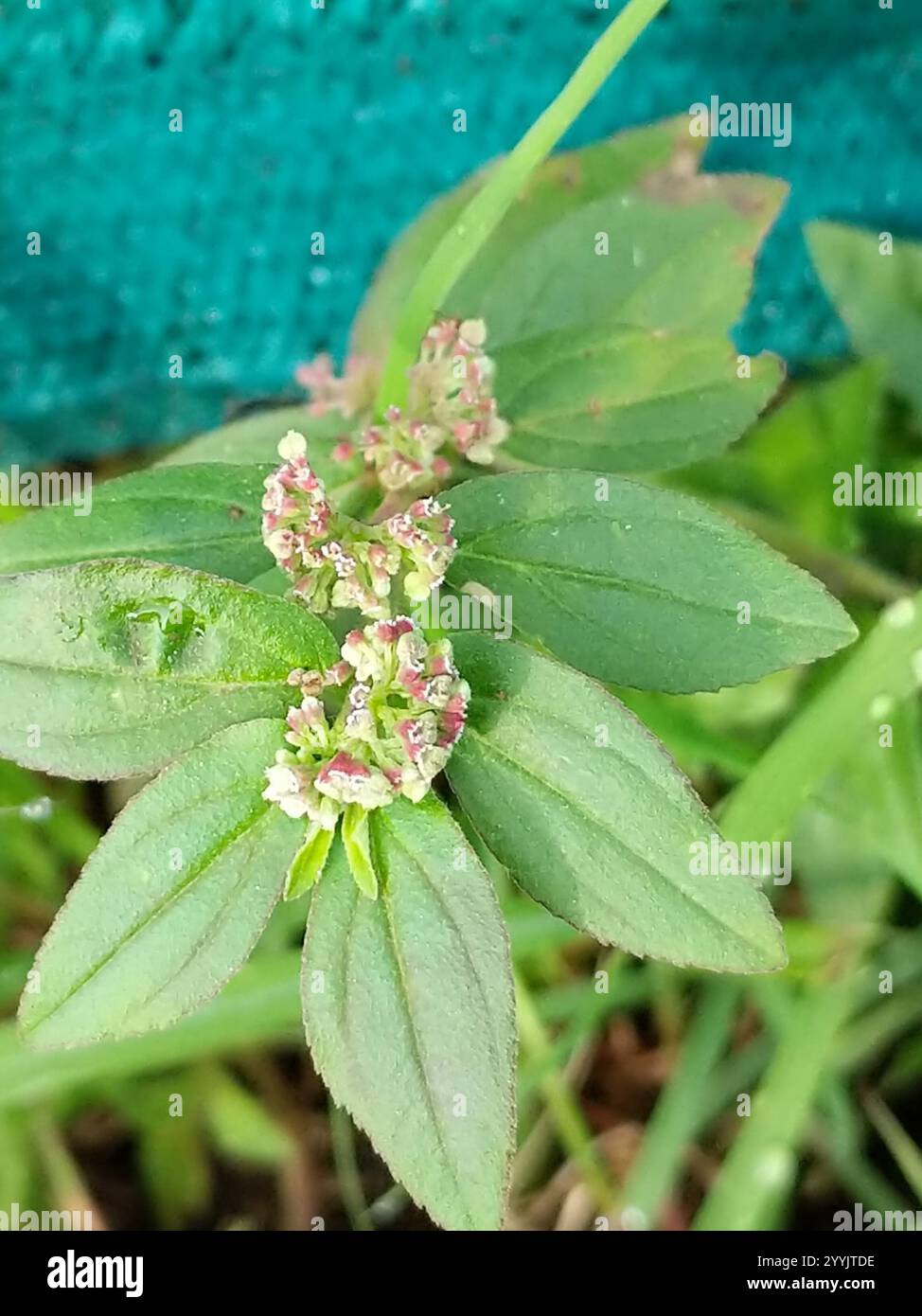 Asthma plant (Euphorbia hirta Stock Photo - Alamy