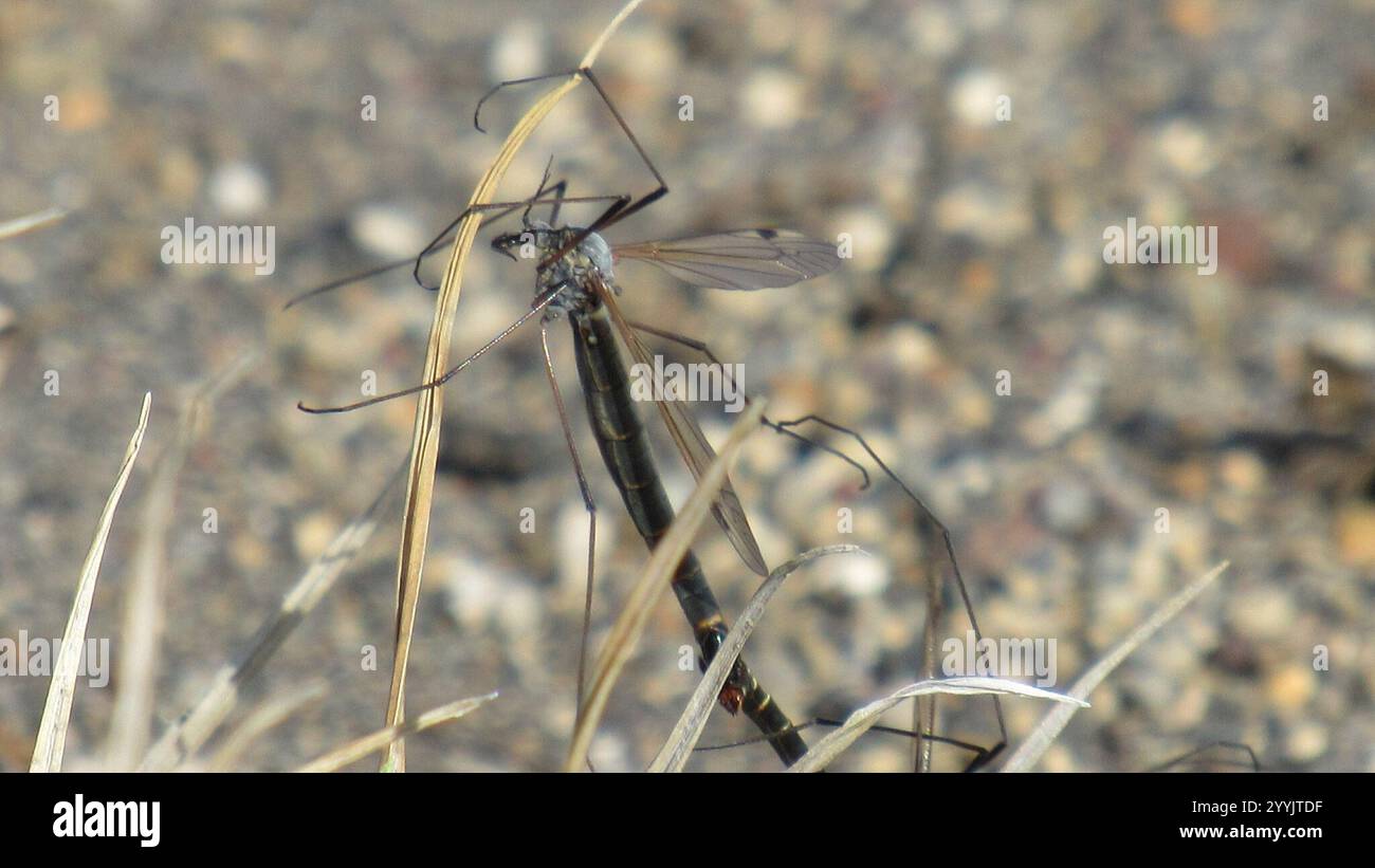 European Crane Fly (Tipula paludosa Stock Photo - Alamy