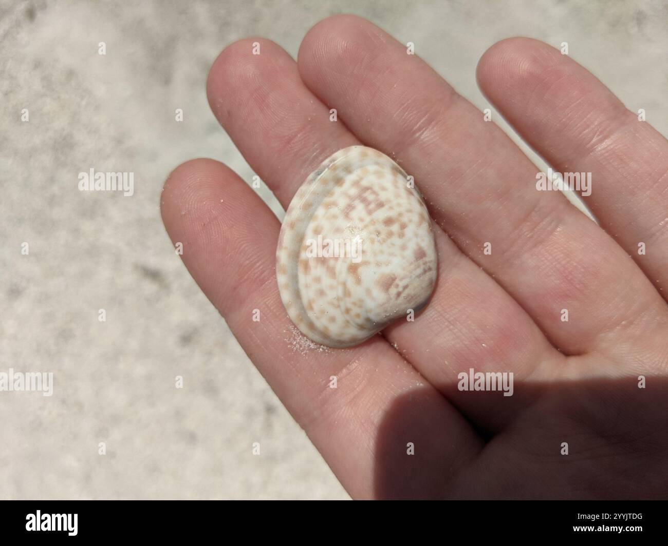 Calico Clam (Megapitaria maculata Stock Photo - Alamy