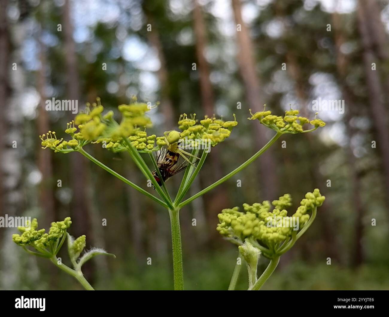 Didea hi-res stock photography and images - Alamy