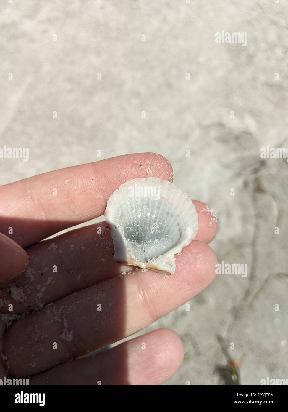 Atlantic Calico Scallop (Argopecten gibbus Stock Photo - Alamy