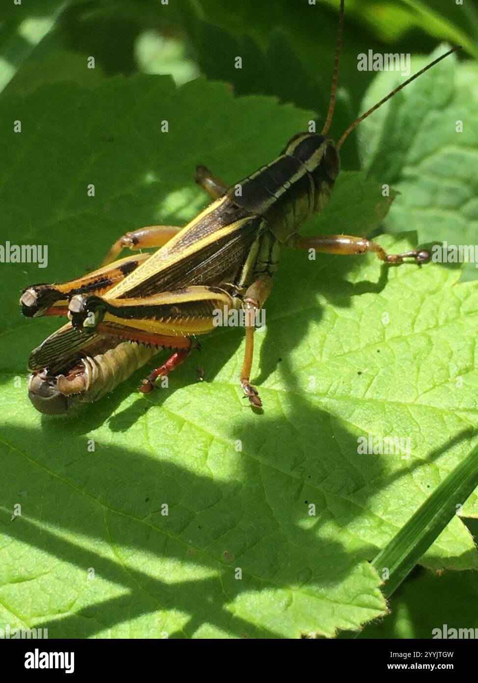 Two-striped Grasshopper (Melanoplus bivittatus Stock Photo - Alamy
