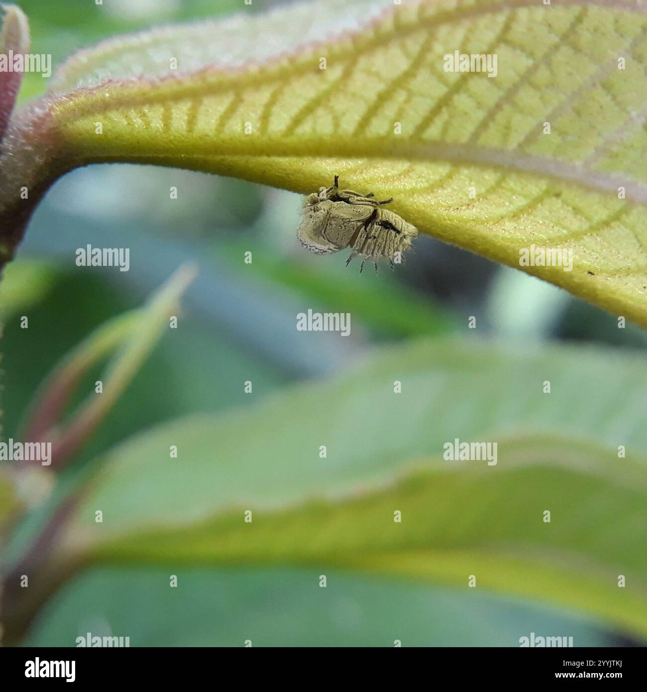 Membracis hi-res stock photography and images - Alamy