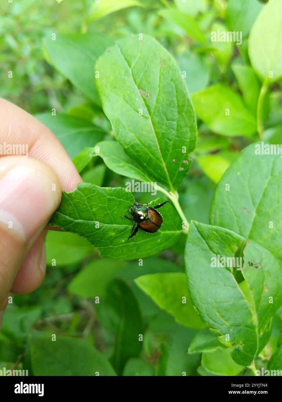 Winsome Fly (Istocheta aldrichi Stock Photo - Alamy
