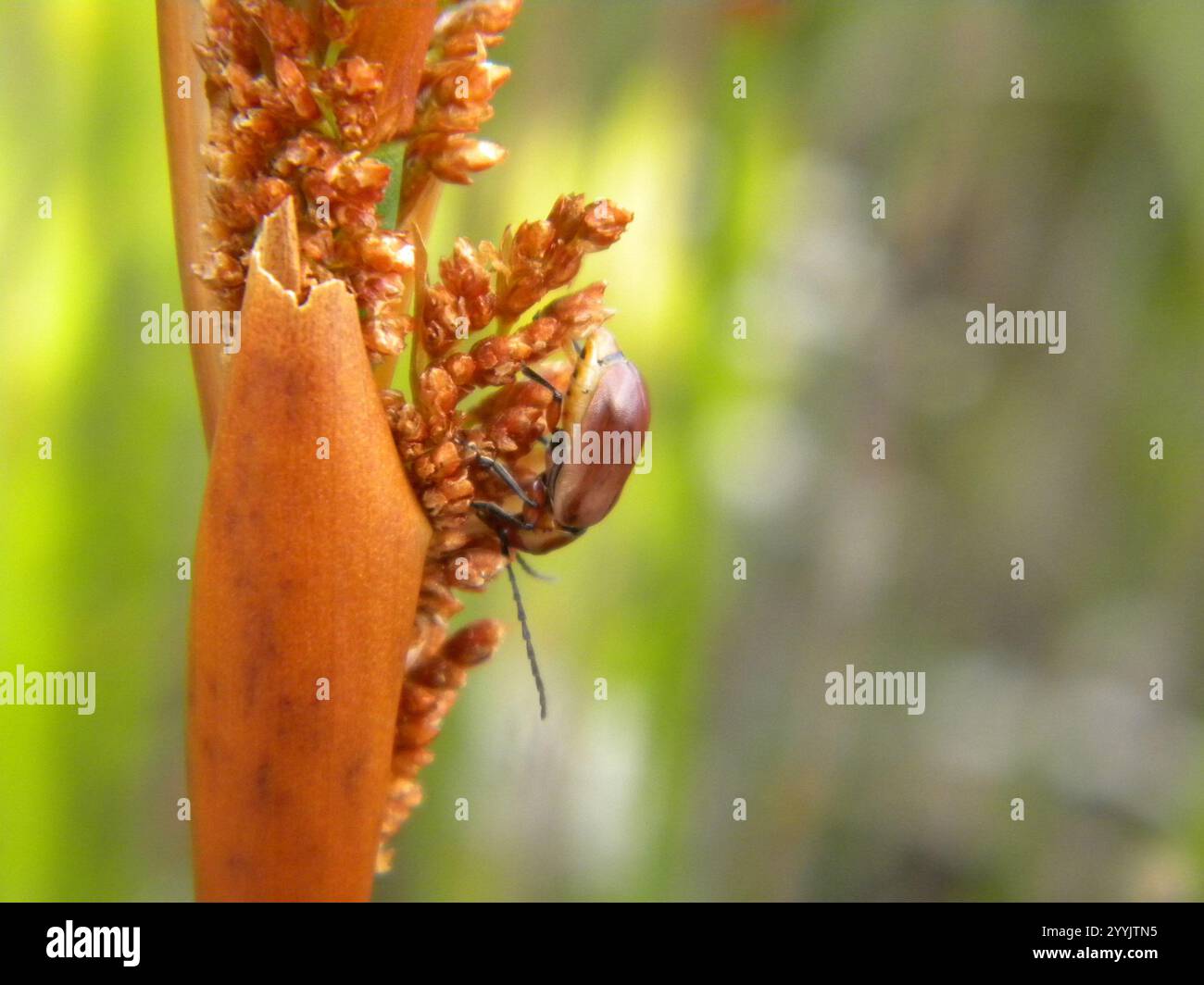 Swollen Restio Beetles (Pseudorupilia Stock Photo - Alamy
