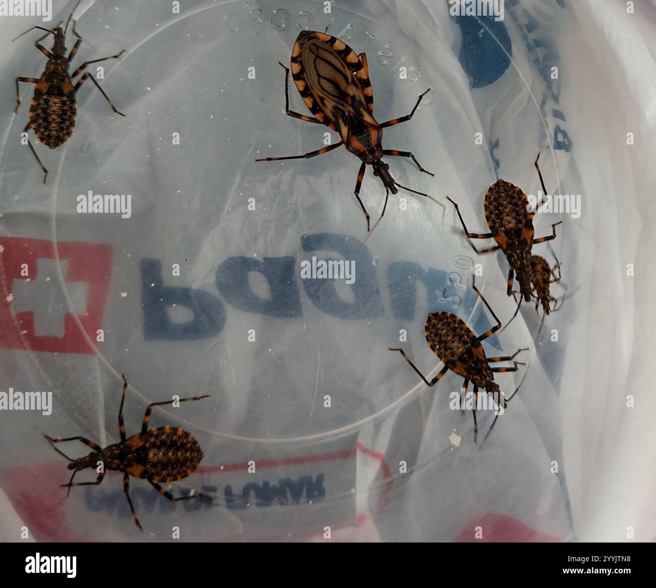 Triatoma brasiliensis hi-res stock photography and images - Alamy
