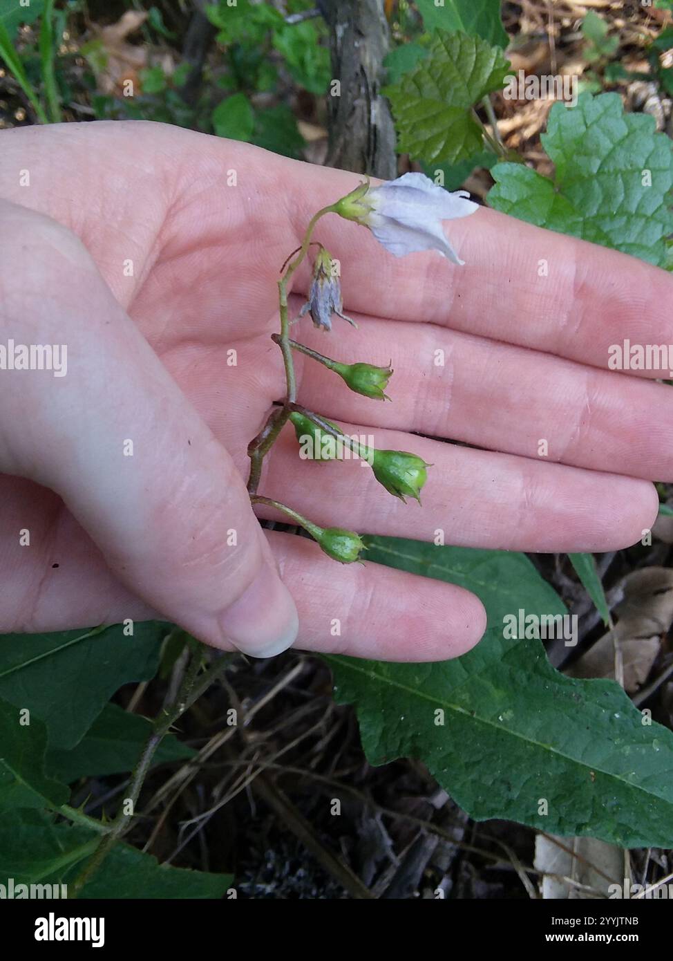 Carolina horsenettle (Solanum carolinense Stock Photo - Alamy