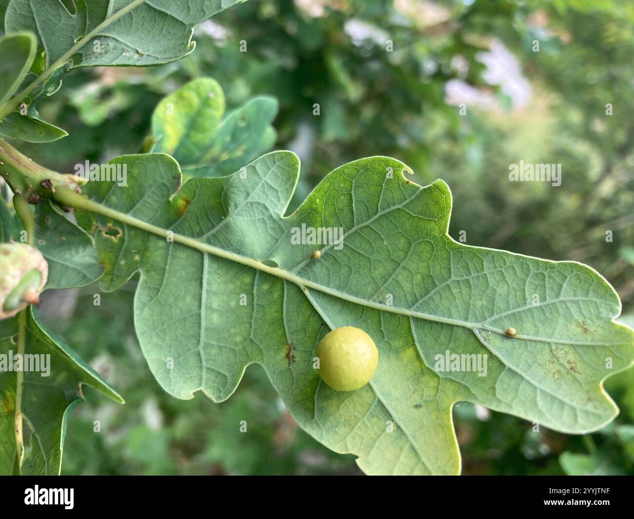Cherry Gall Wasp (Cynips quercusfolii Stock Photo - Alamy