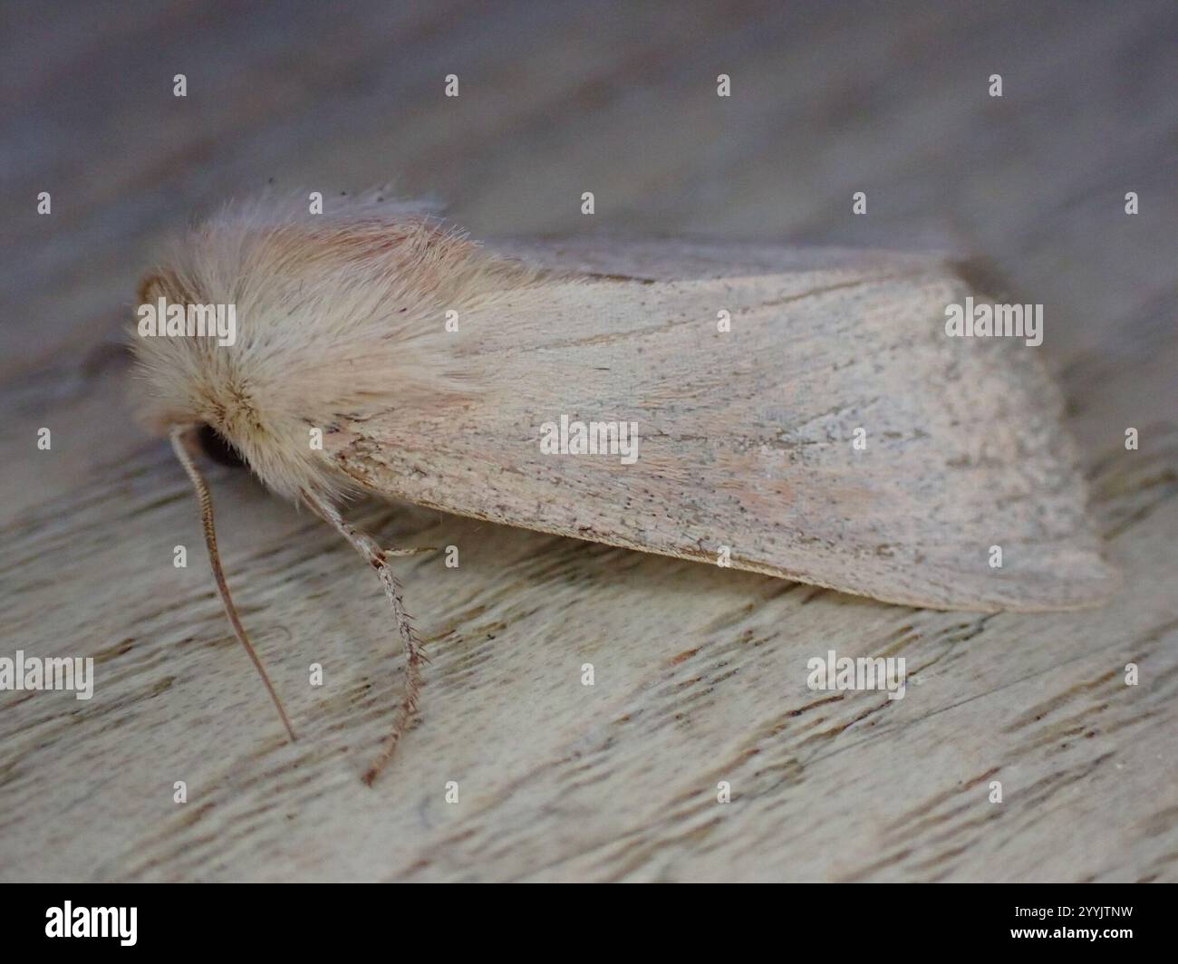 The Clay (Mythimna ferrago Stock Photo - Alamy