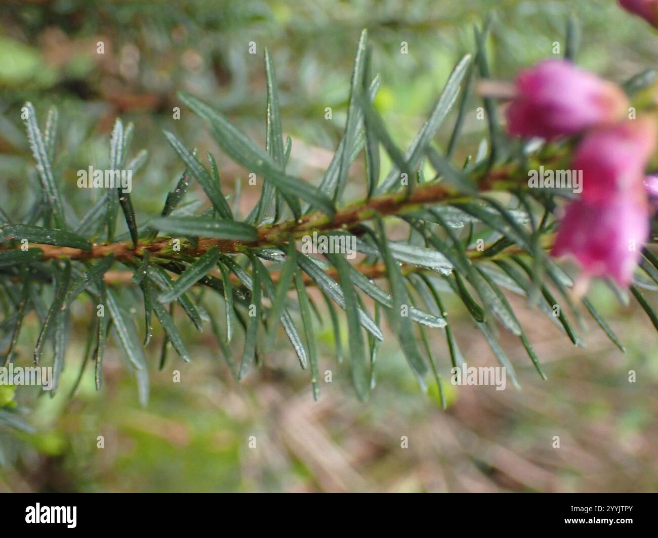 pink mountainheath (Phyllodoce empetriformis Stock Photo - Alamy