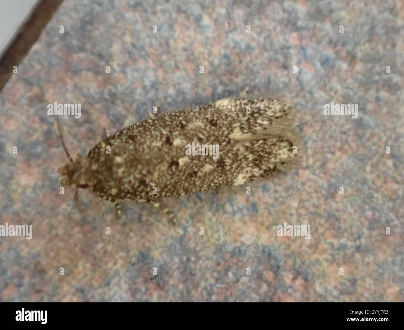 Dark Groundling (Bryotropha affinis Stock Photo - Alamy