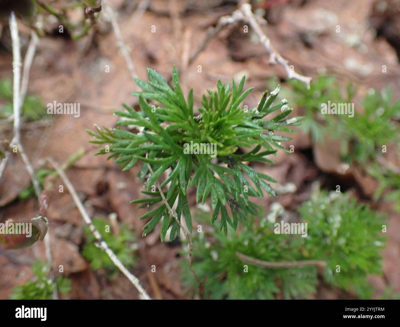 Partridgefoot (Luetkea pectinata Stock Photo - Alamy