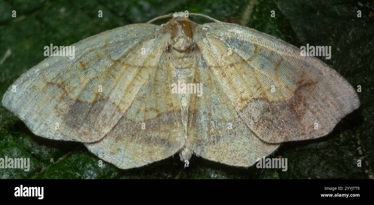 Horned Spanworm Moth (Nematocampa resistaria Stock Photo - Alamy