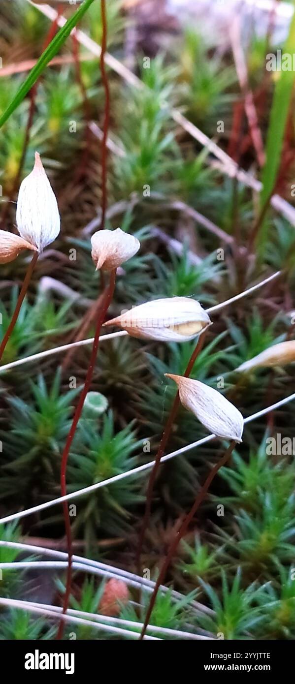 bristly haircap moss (Polytrichum piliferum Stock Photo - Alamy