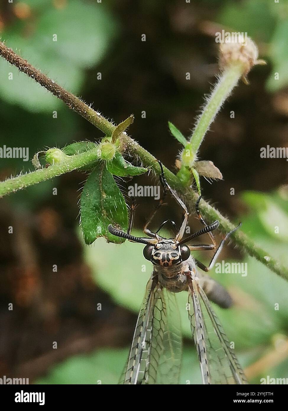 Spotted-wing antlion (Euroleon nostras Stock Photo - Alamy