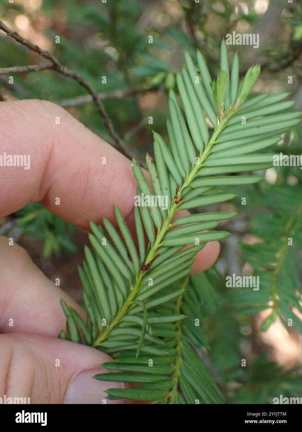 Pacific yew (Taxus brevifolia Stock Photo - Alamy