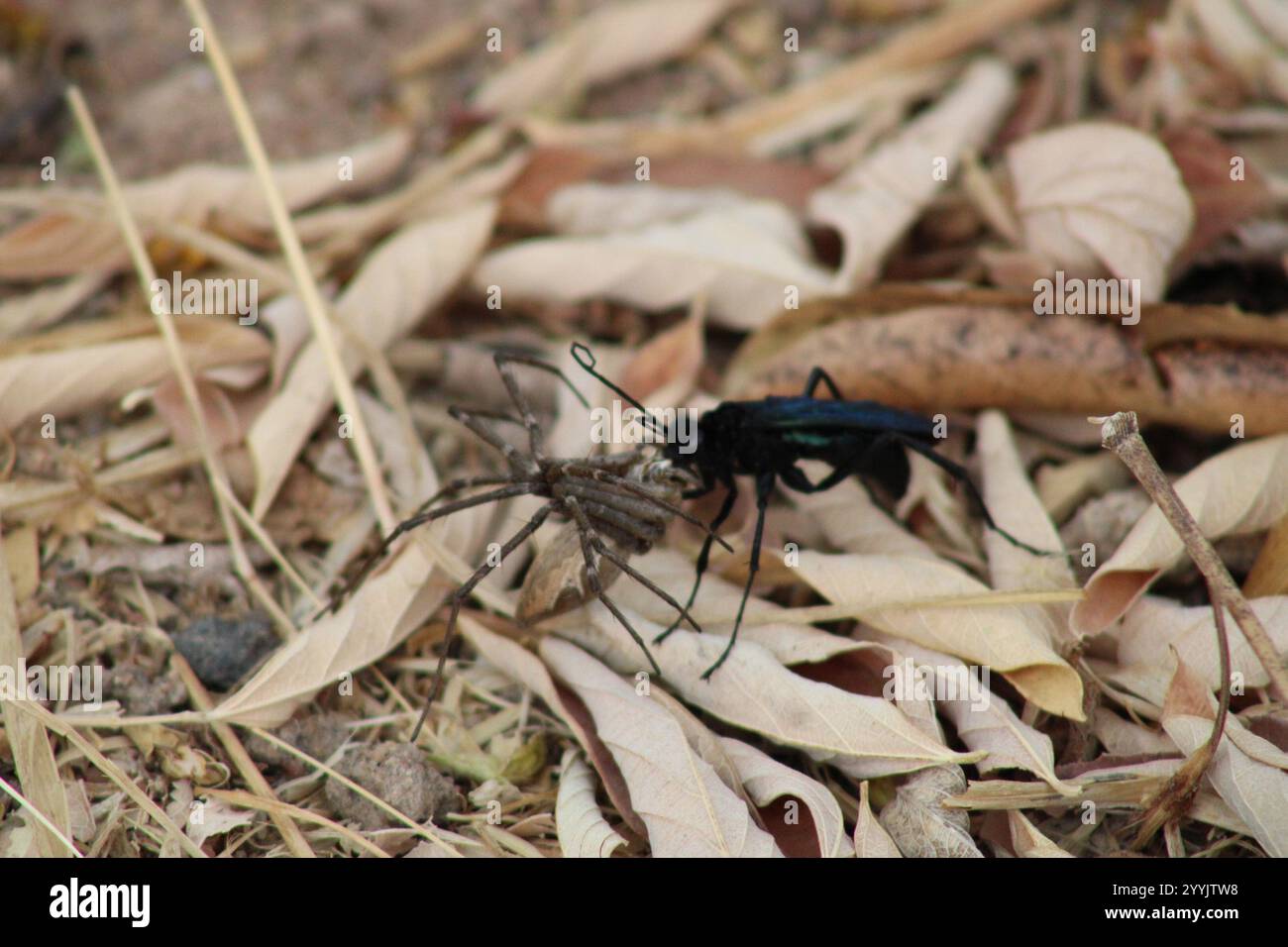 Old and New World Tarantula-hawk Wasps (Hemipepsis Stock Photo - Alamy