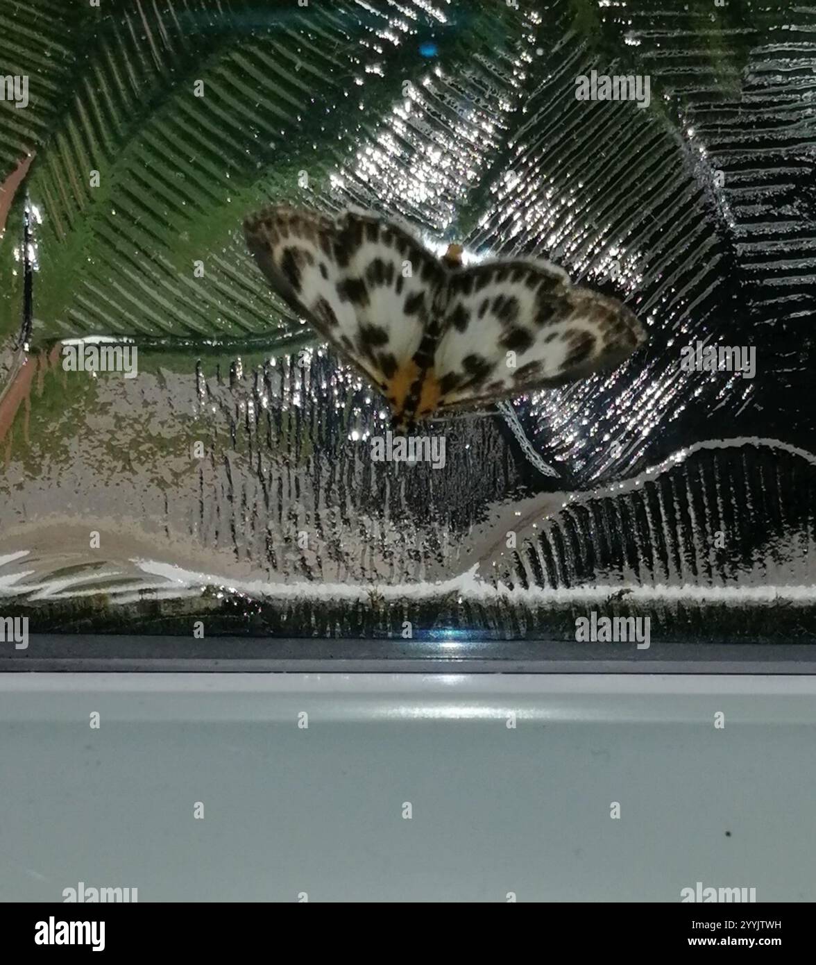 Small Magpie (Anania hortulata Stock Photo - Alamy